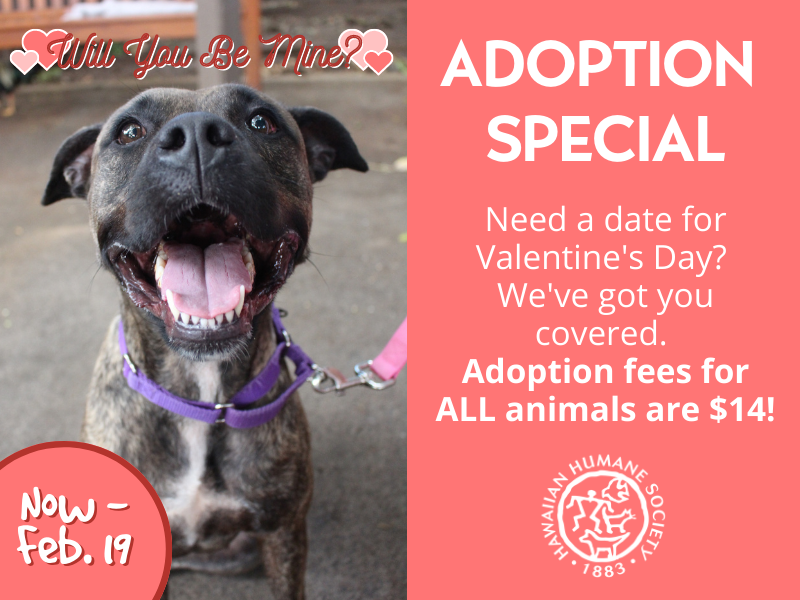 Available Cats : Hawaiian Humane Society