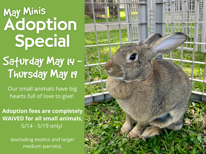 Adoptions : Hawaiian Humane Society