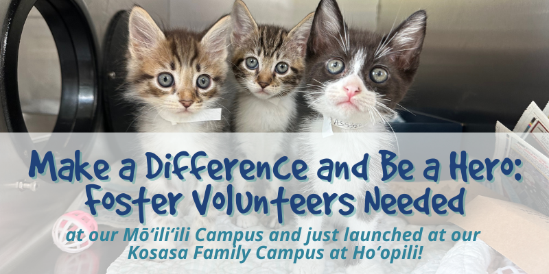 Become a Foster Volunteer : Hawaiian Humane Society